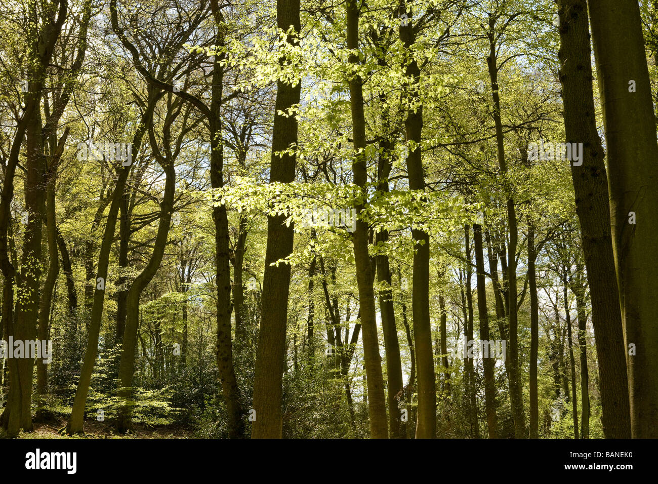 Beech trees in woodland in the Oxfordshire countryside in the ...