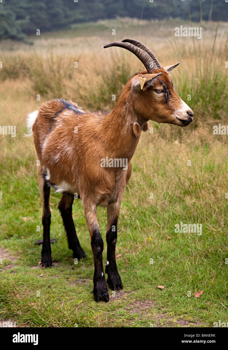 Goat horns hi-res stock photography and images - Alamy