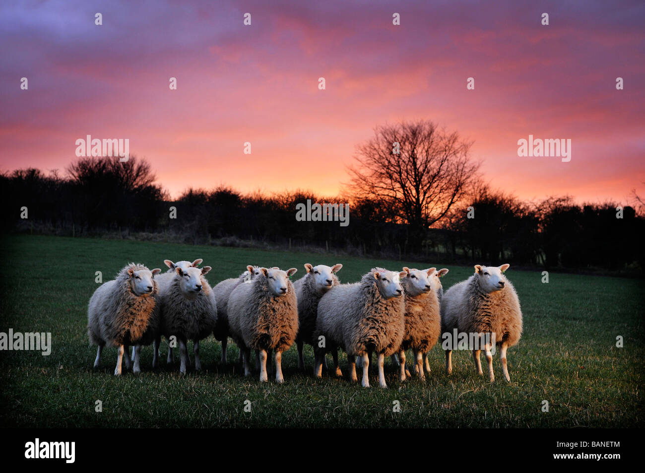 flock of lleyn sheep at sunset Stock Photo - Alamy