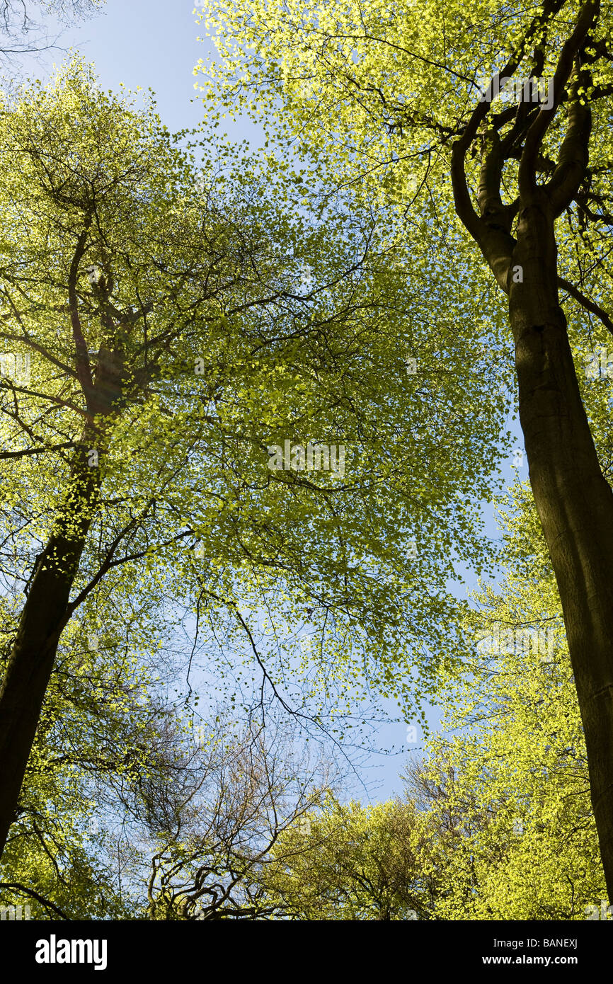 Spring springtime trees budding hi-res stock photography and images - Alamy