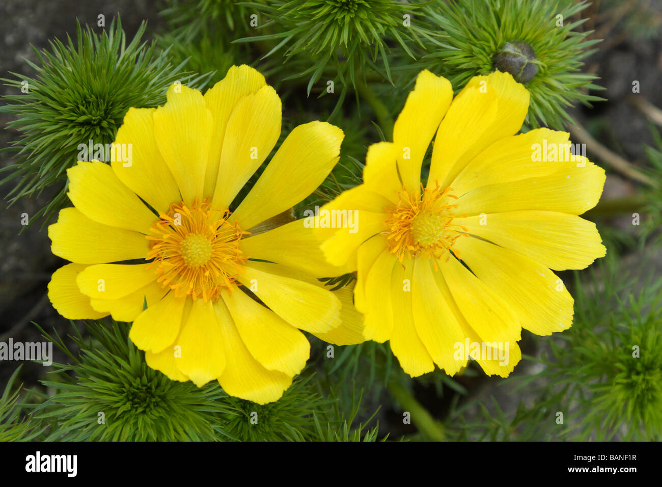 Spring adonis Pheasan's eye yellow spring flowers close up Adonis ...
