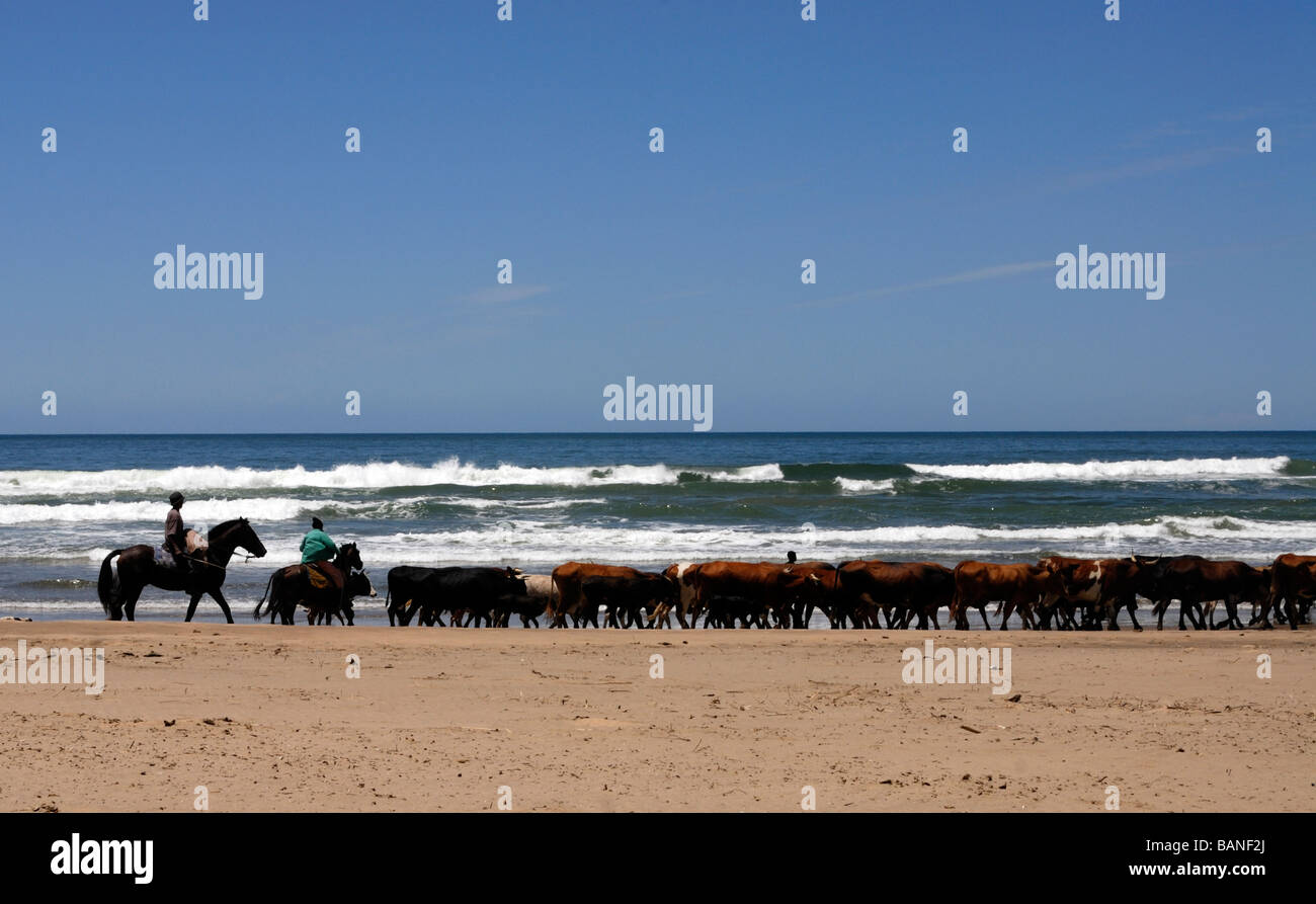 Xhosa pasturalists drive cattle along the beach at Mbotyi Stock Photo ...