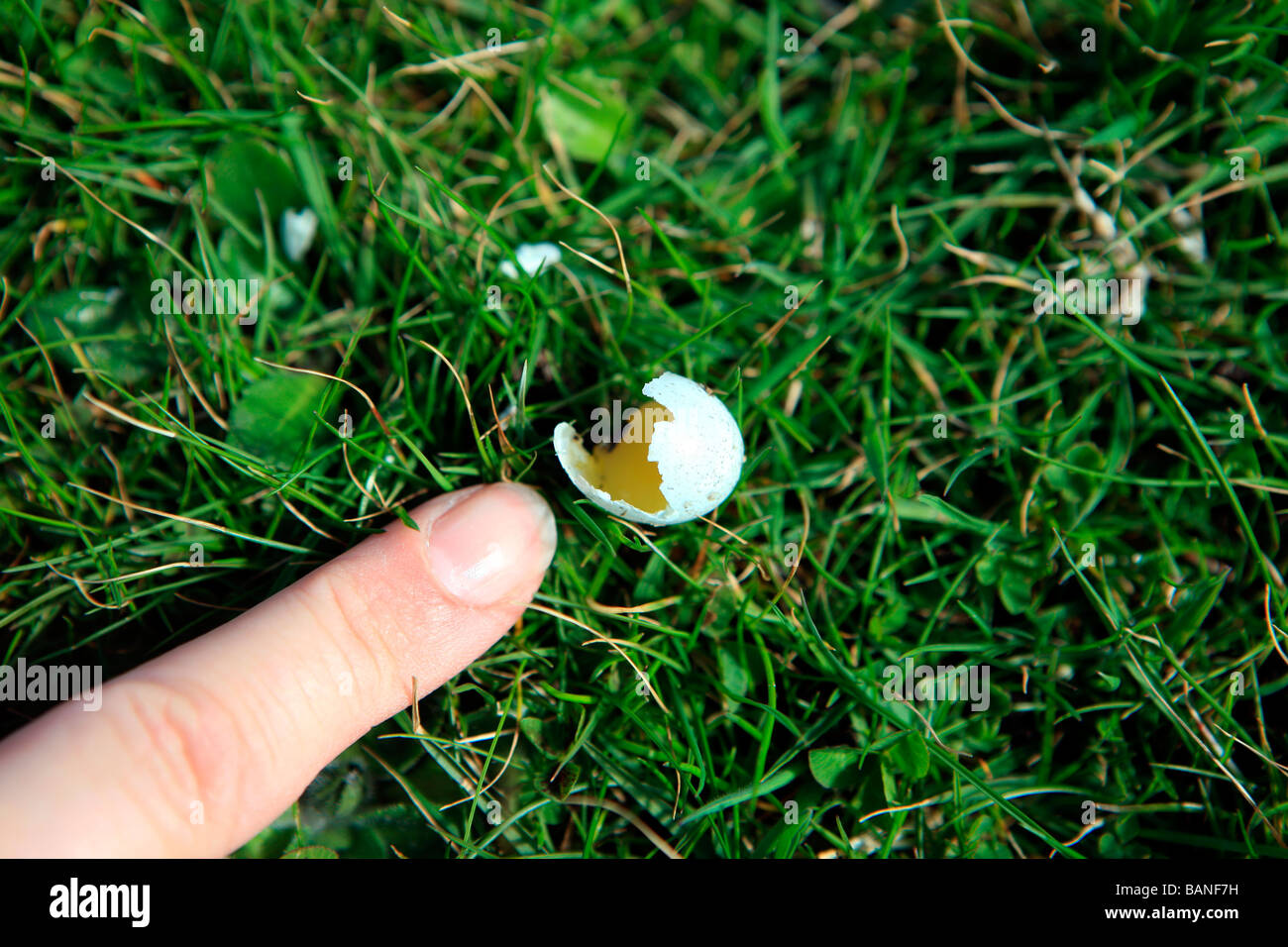 Hatched sparrow egg shell and finger Stock Photo - Alamy