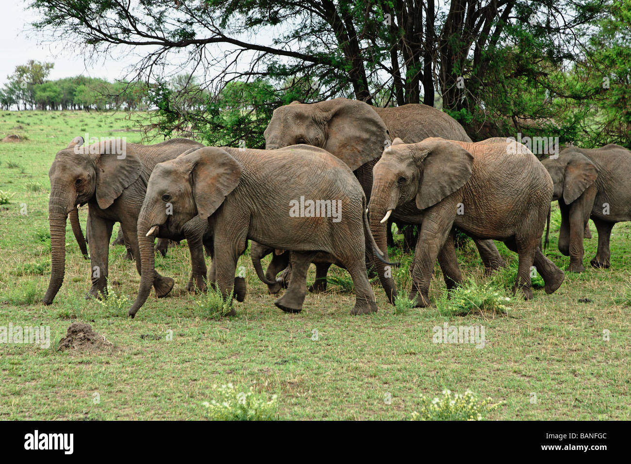 Migrating mammal hi-res stock photography and images - Alamy