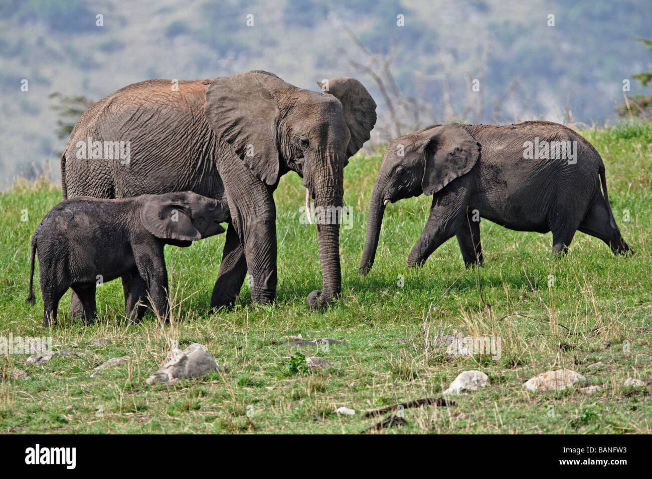 Female african elephant hi-res stock photography and images - Alamy
