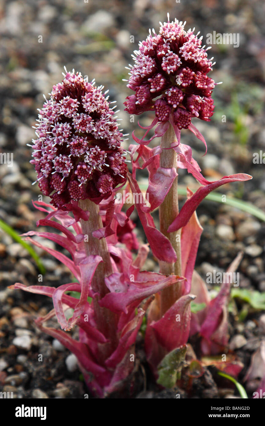 Butterbur flowers close up Petasites hybridus Stock Photo - Alamy