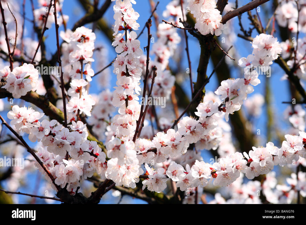 Apricot flowers blooming against sunny blue sky Armeniaca vulgaris ...