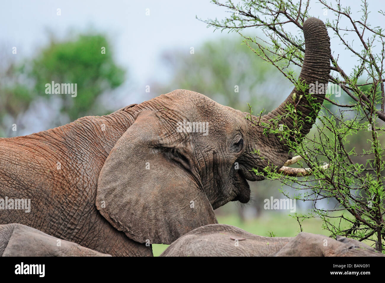 African Elephant eating from the shrubs scattered throughout the ...