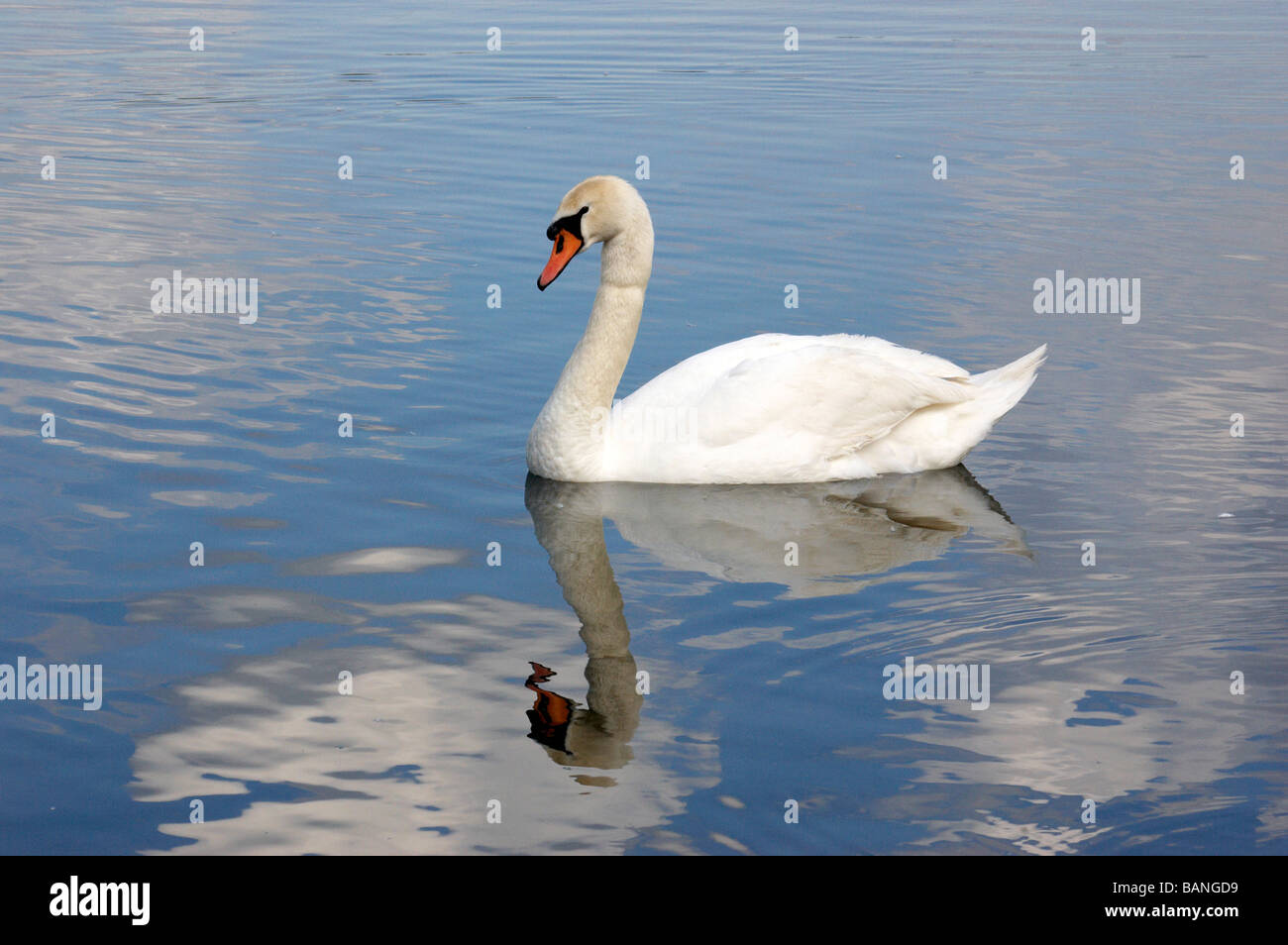 A mute swan Stock Photo - Alamy
