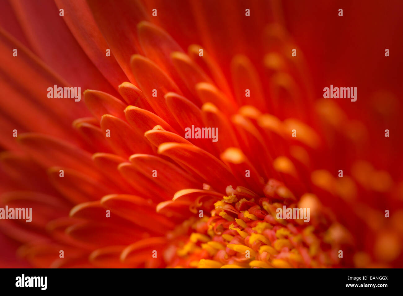 Flower petal patterns hi-res stock photography and images - Alamy