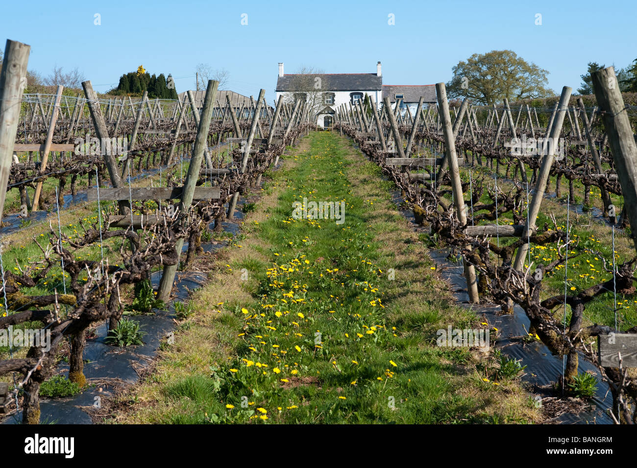 Llanerch vineyard hi-res stock photography and images - Alamy