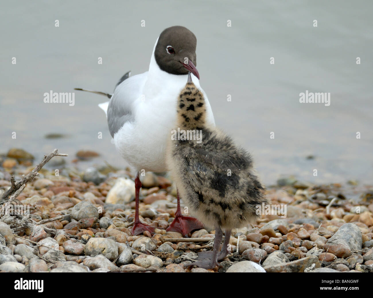 A fledgling Black-headed Gull (Larus ridibundus) begs for food from an ...