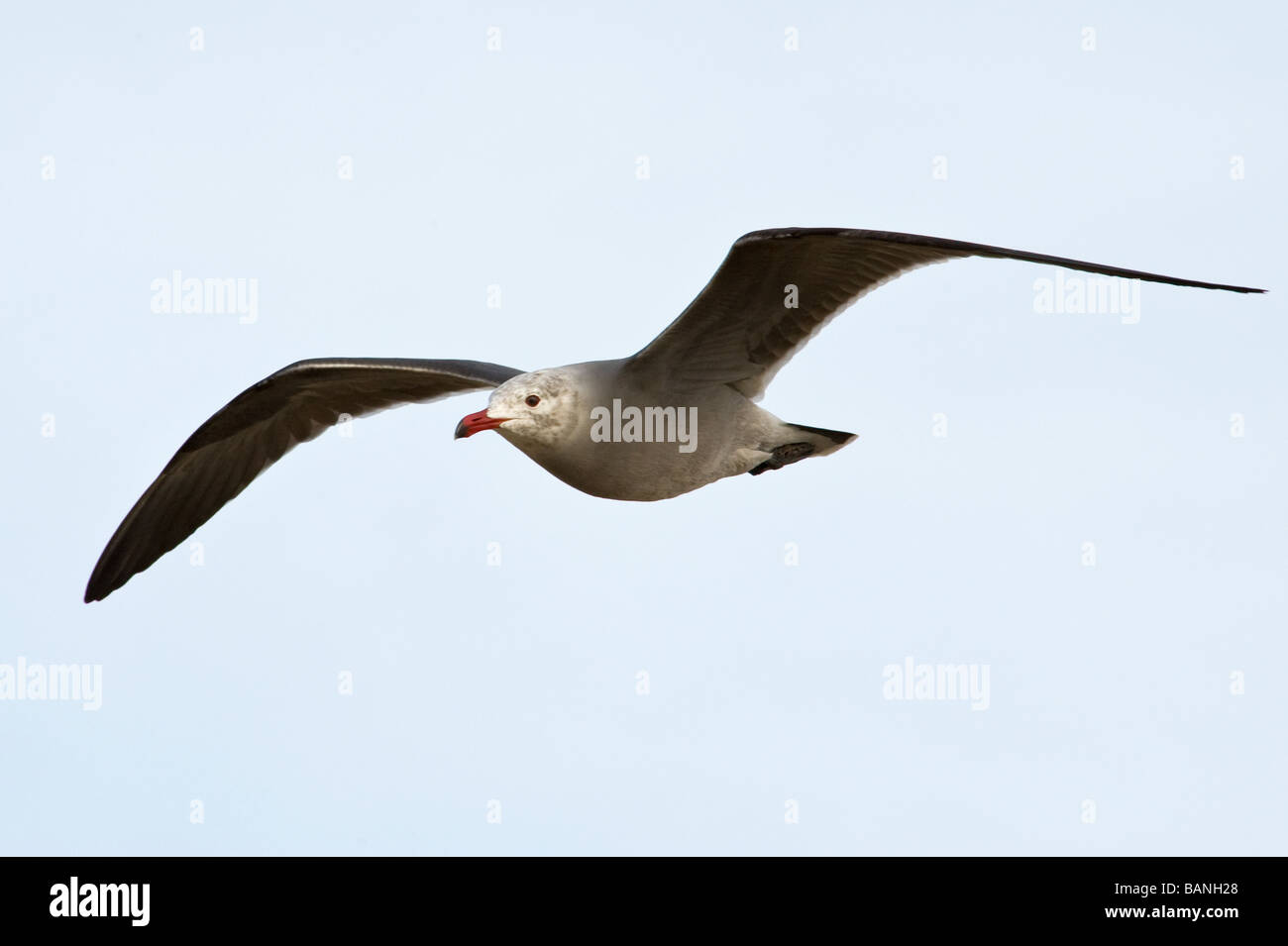 Heermann's Gull in flight Stock Photo - Alamy
