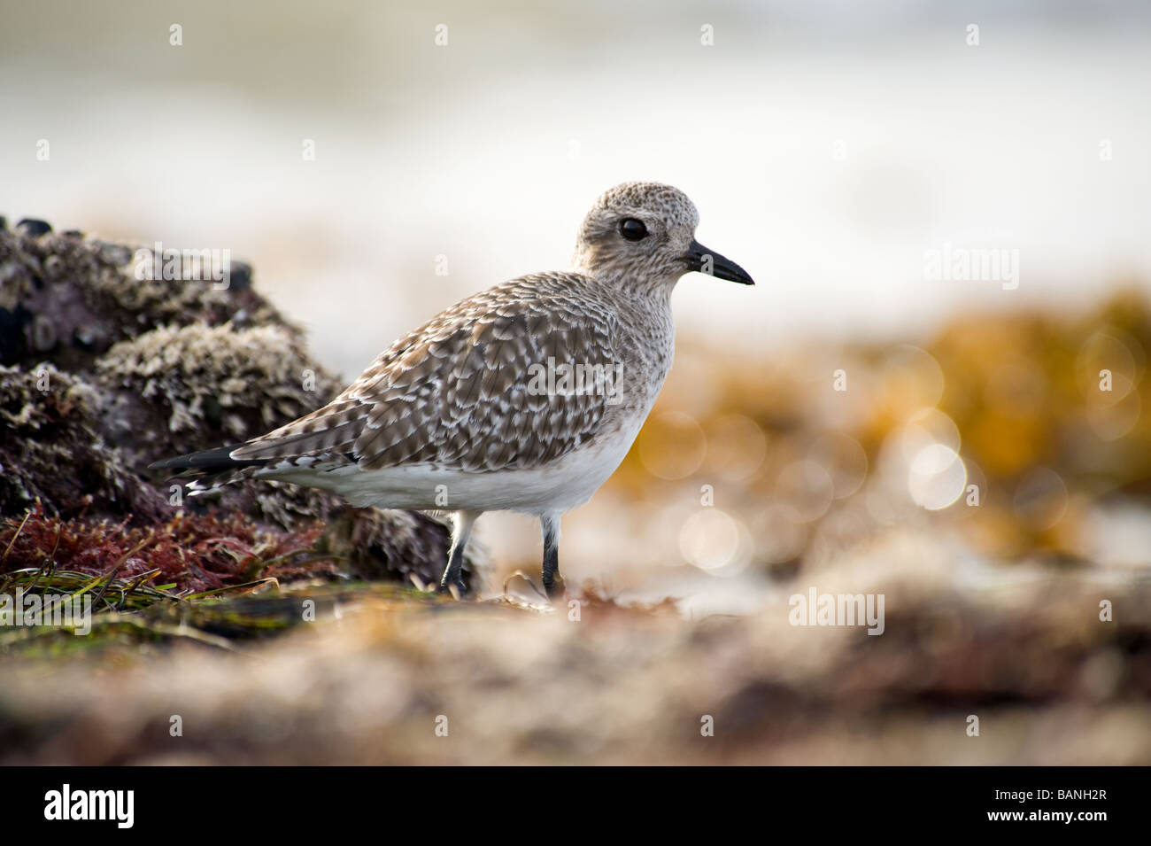 Grey Plover on the California coast Stock Photo - Alamy