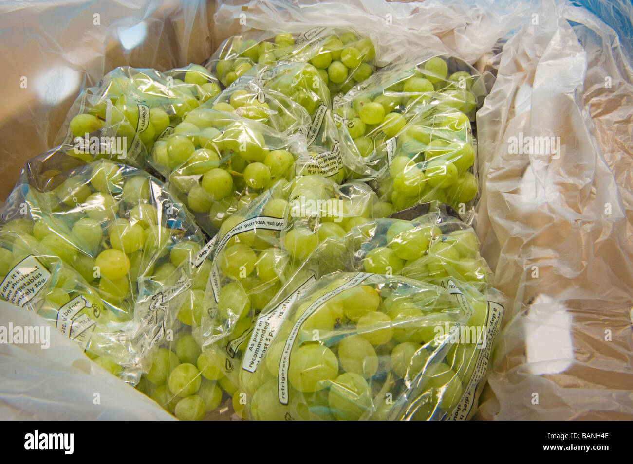 quality seedless table grape bunches packed pack box boxed sell selling ...