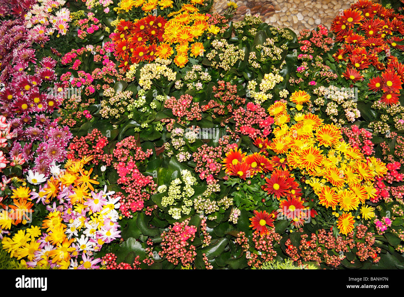 The different coloured flowers Stock Photo - Alamy