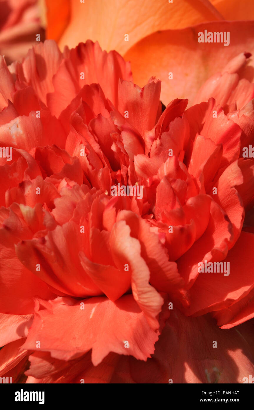Carnation hi-res stock photography and images - Alamy