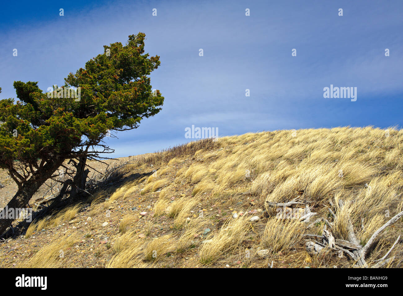 Wind Blowing Pine Trees