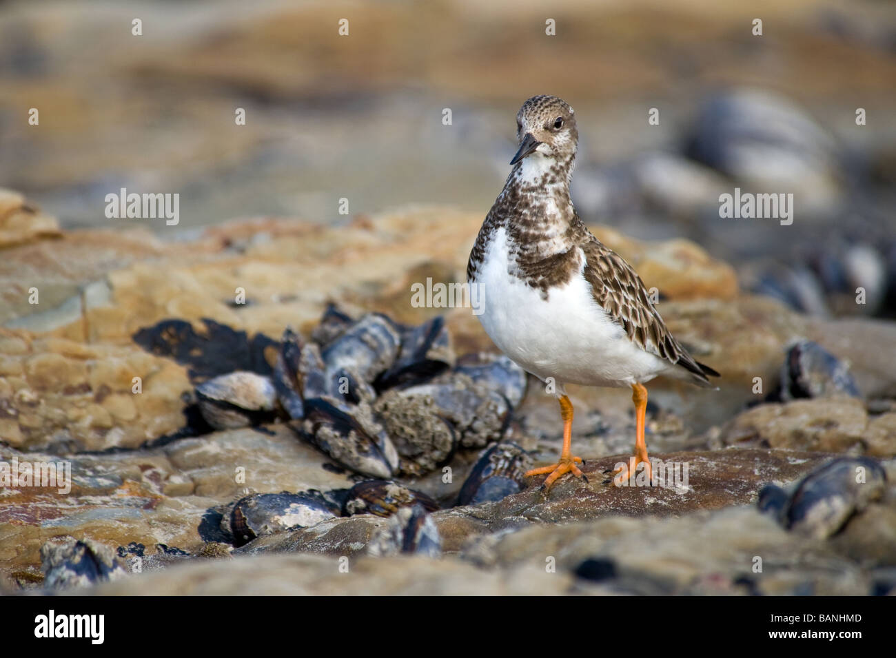 Ruddy Turnstone (Arenaria interpres Stock Photo - Alamy