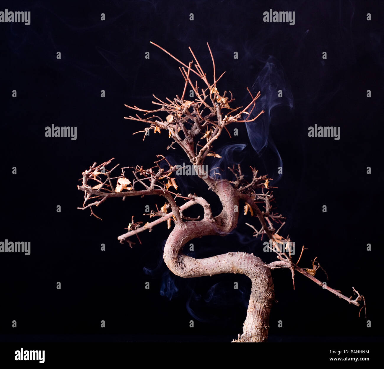 Dead tree - environment pollution symbol Stock Photo - Alamy