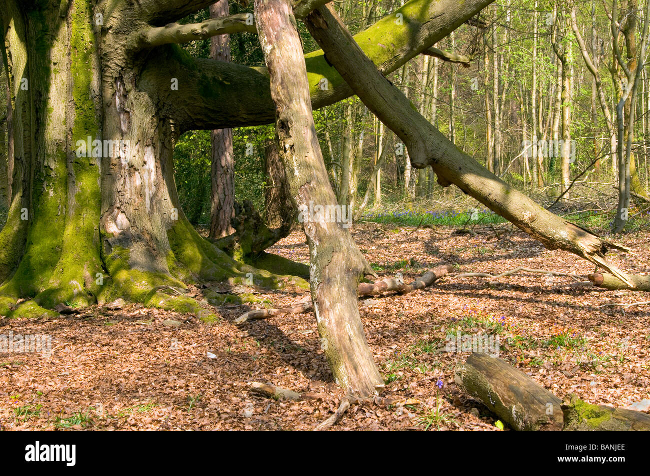 Beech boughs hi-res stock photography and images - Alamy
