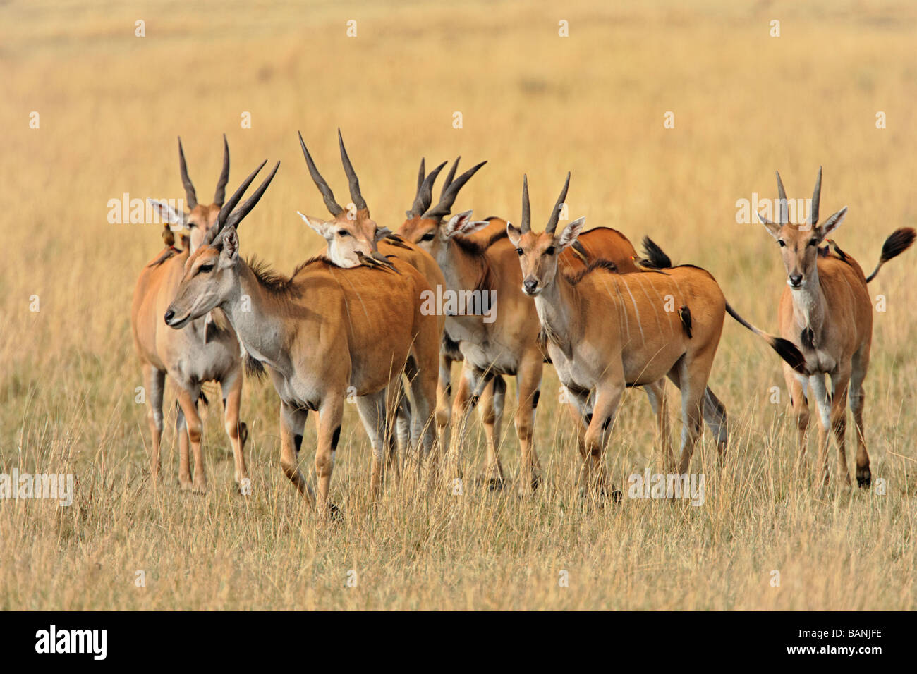 The Cape Eland on the Serengeti plains in the Masai Mara National ...