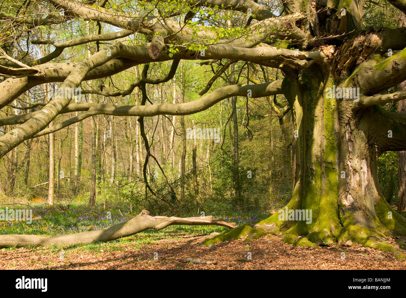 Ancient beech woodland hi-res stock photography and images - Alamy