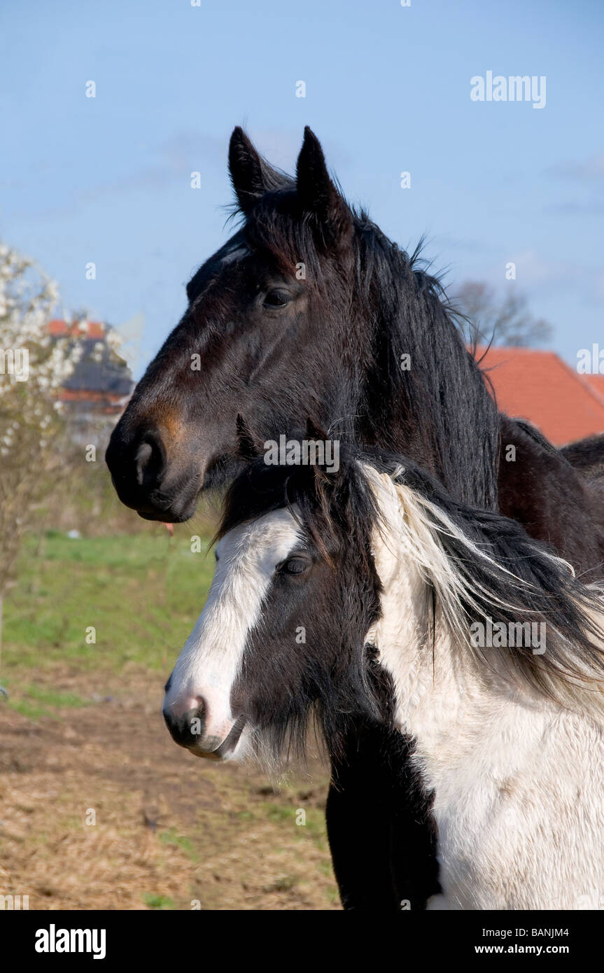 Two Horse Heads Stock Photo - Alamy