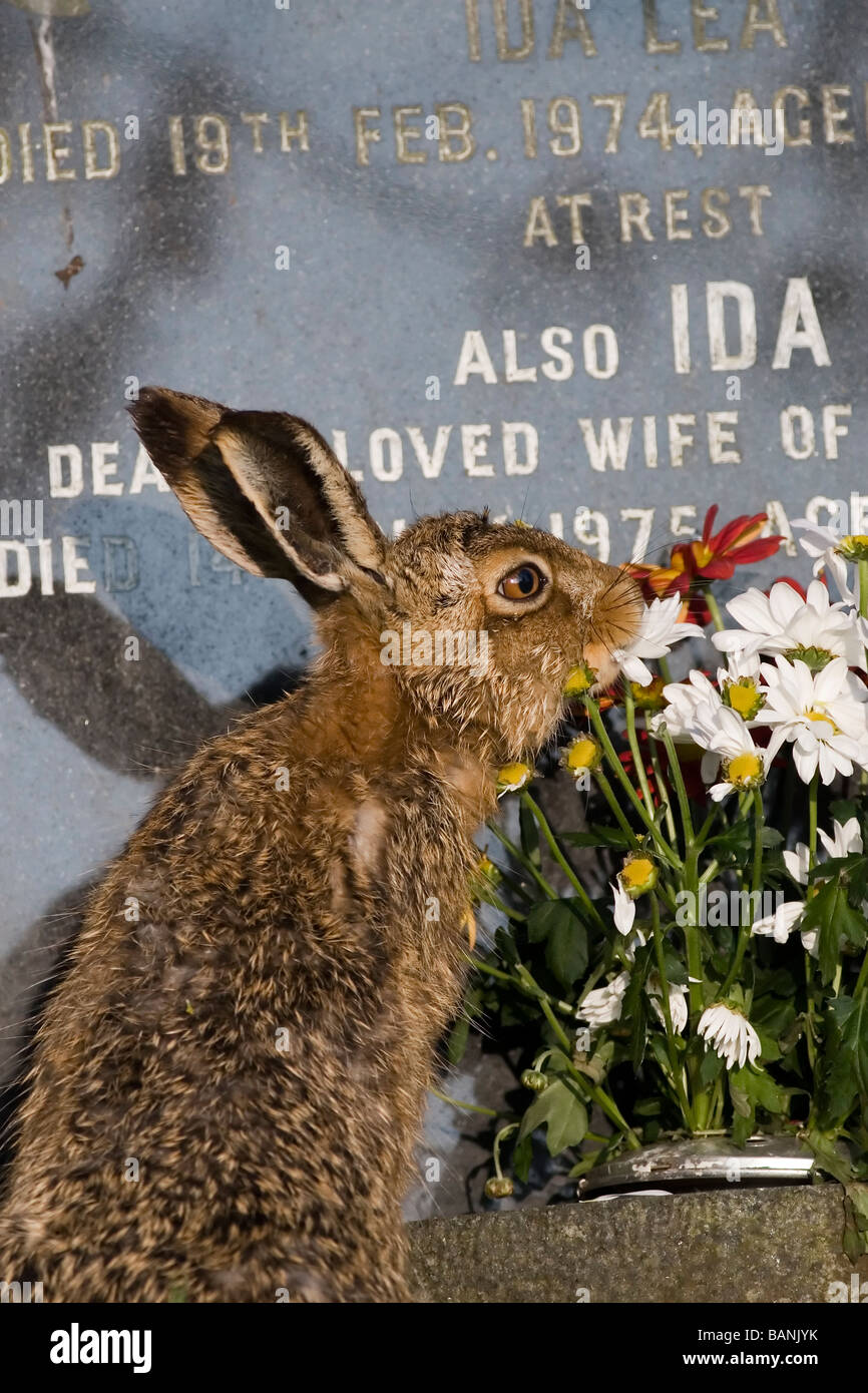 Hare eating hi-res stock photography and images - Alamy