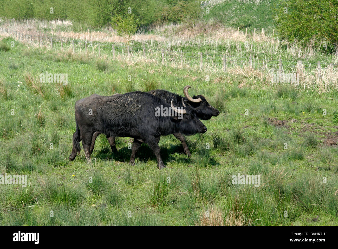 Rye meads hi-res stock photography and images - Alamy