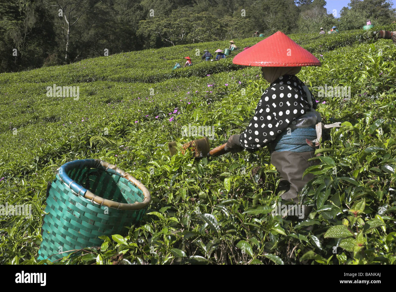 Tea Plantation Workers, Ciater, Indonesia Stock Photo - Alamy