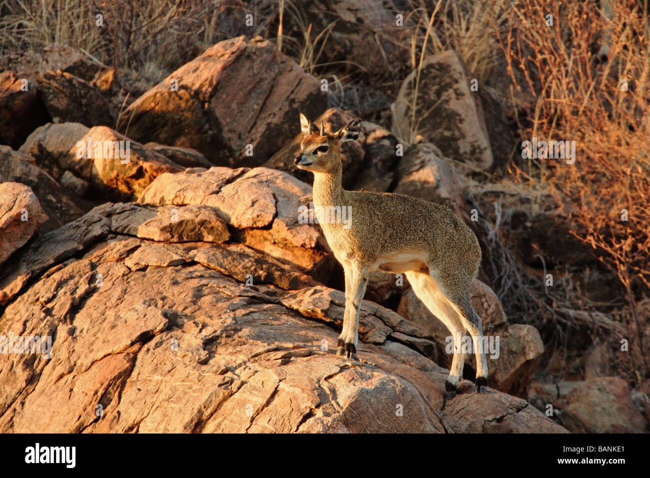 Klipspringer on a rocky outcropping overlooking the harsh landscape of ...