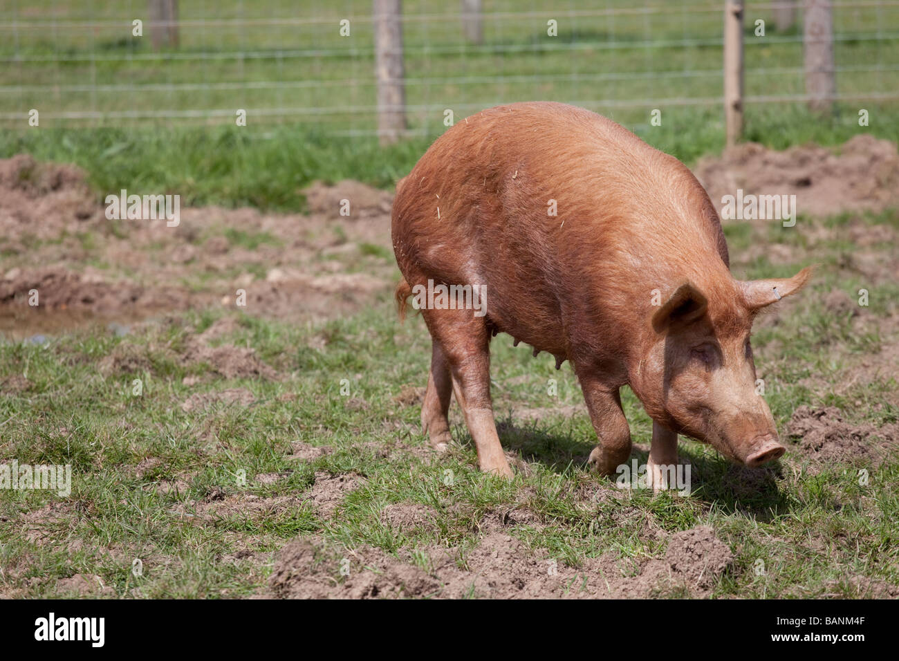Pig in a field Stock Photo - Alamy