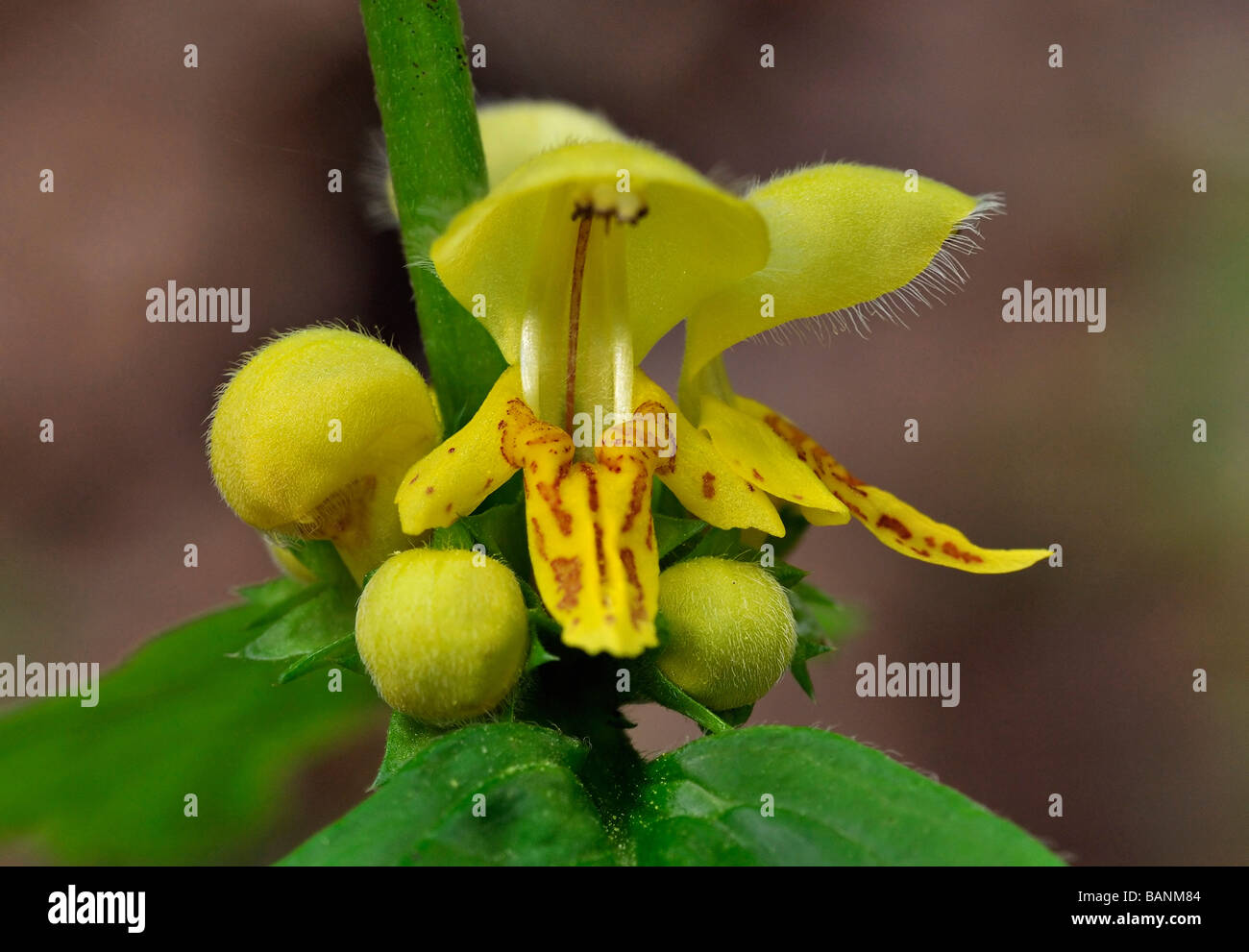 Yellow Archangel Lamiastrum galeobdolon Stock Photo - Alamy