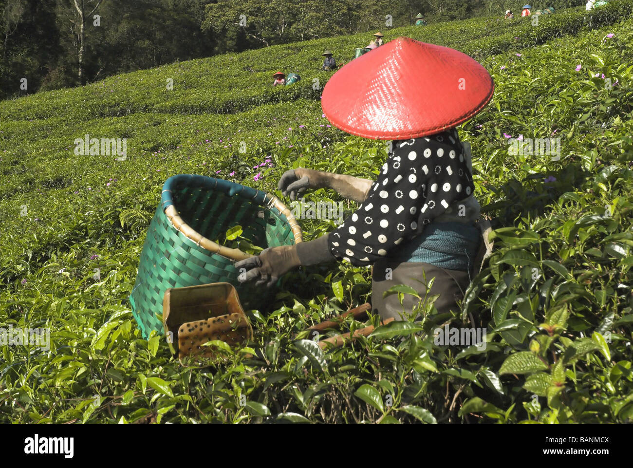 Indonesian tea worker hi-res stock photography and images - Alamy