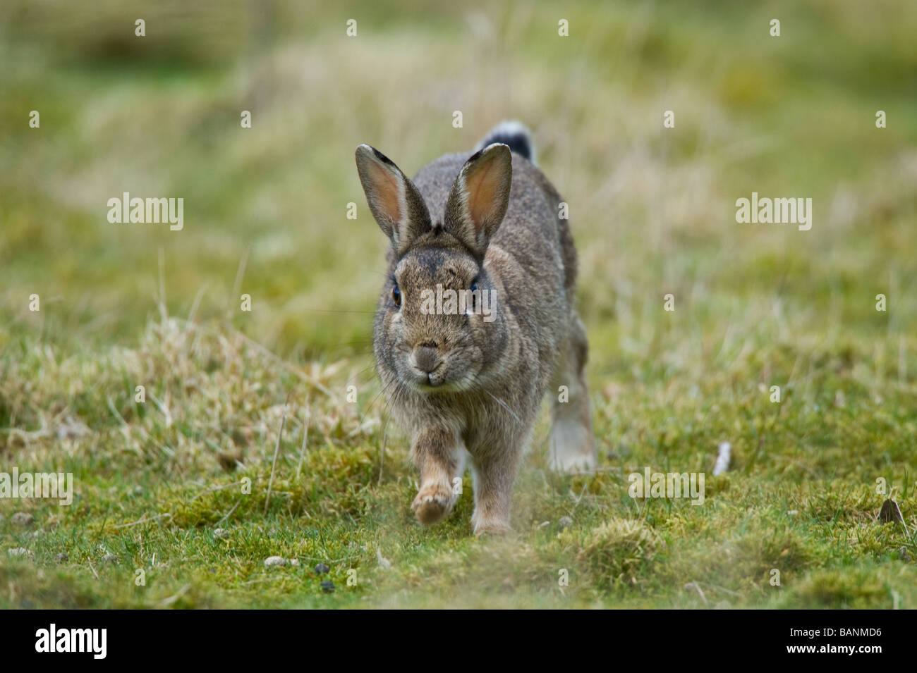 Oryctolagus cuniculus hi-res stock photography and images - Alamy