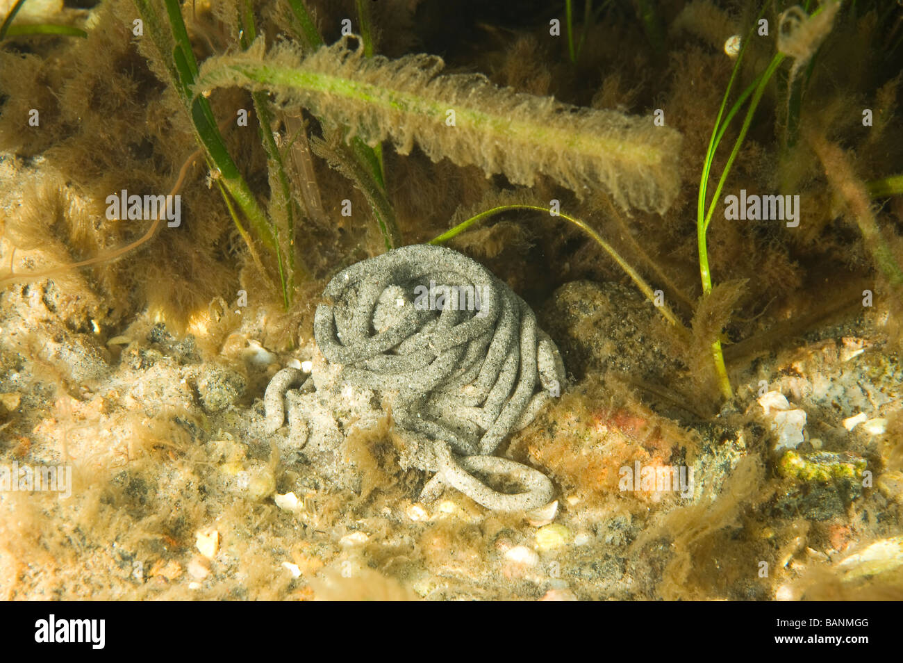 lugworm cast (Arenicola marina) underwater on a Swedish beach, Sweden ...