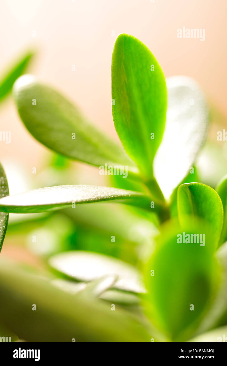 Jade plant friendship tree or money plant Crassula ovata succulent ...