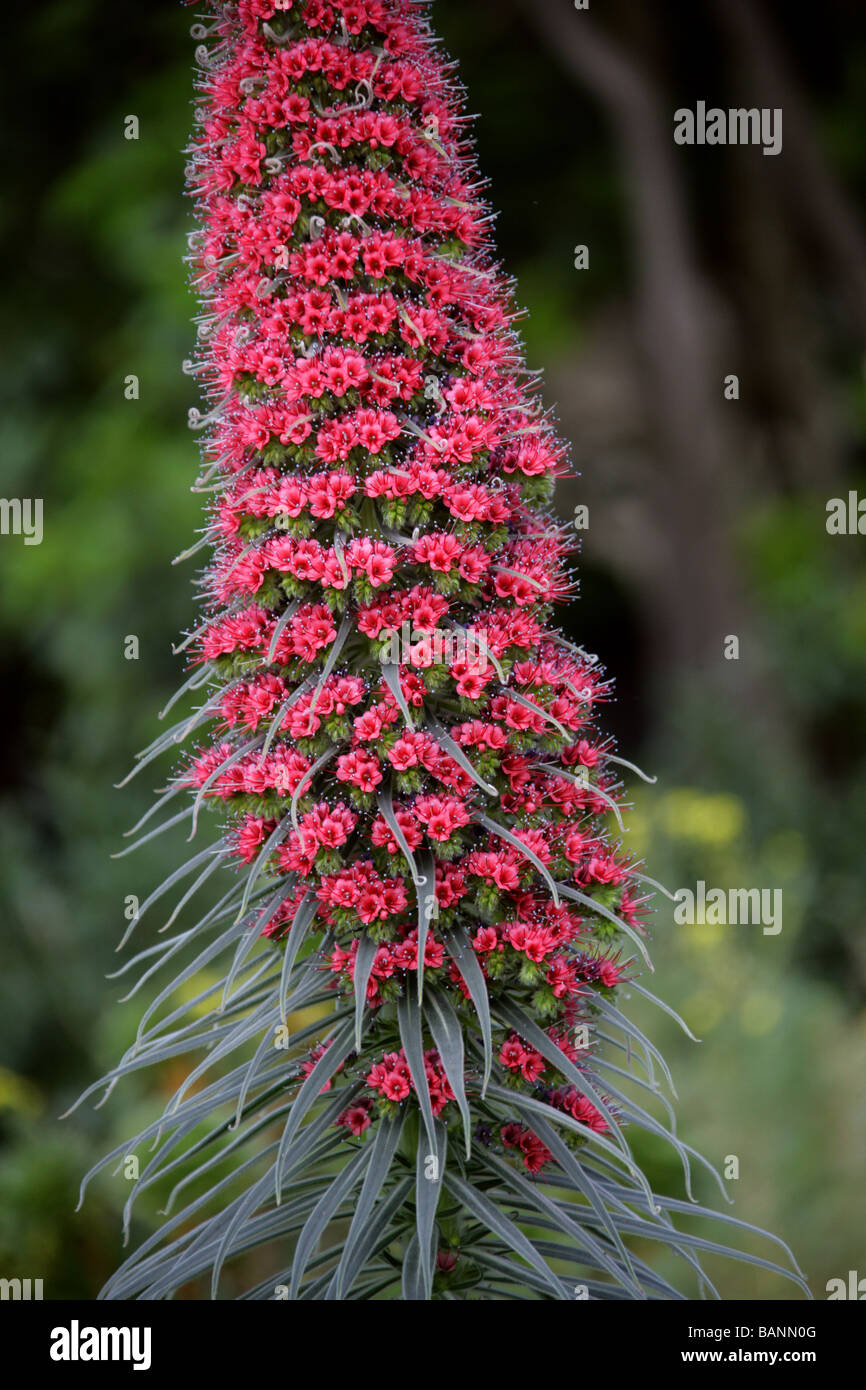 Tenerife mount teide flowers hi-res stock photography and images - Alamy