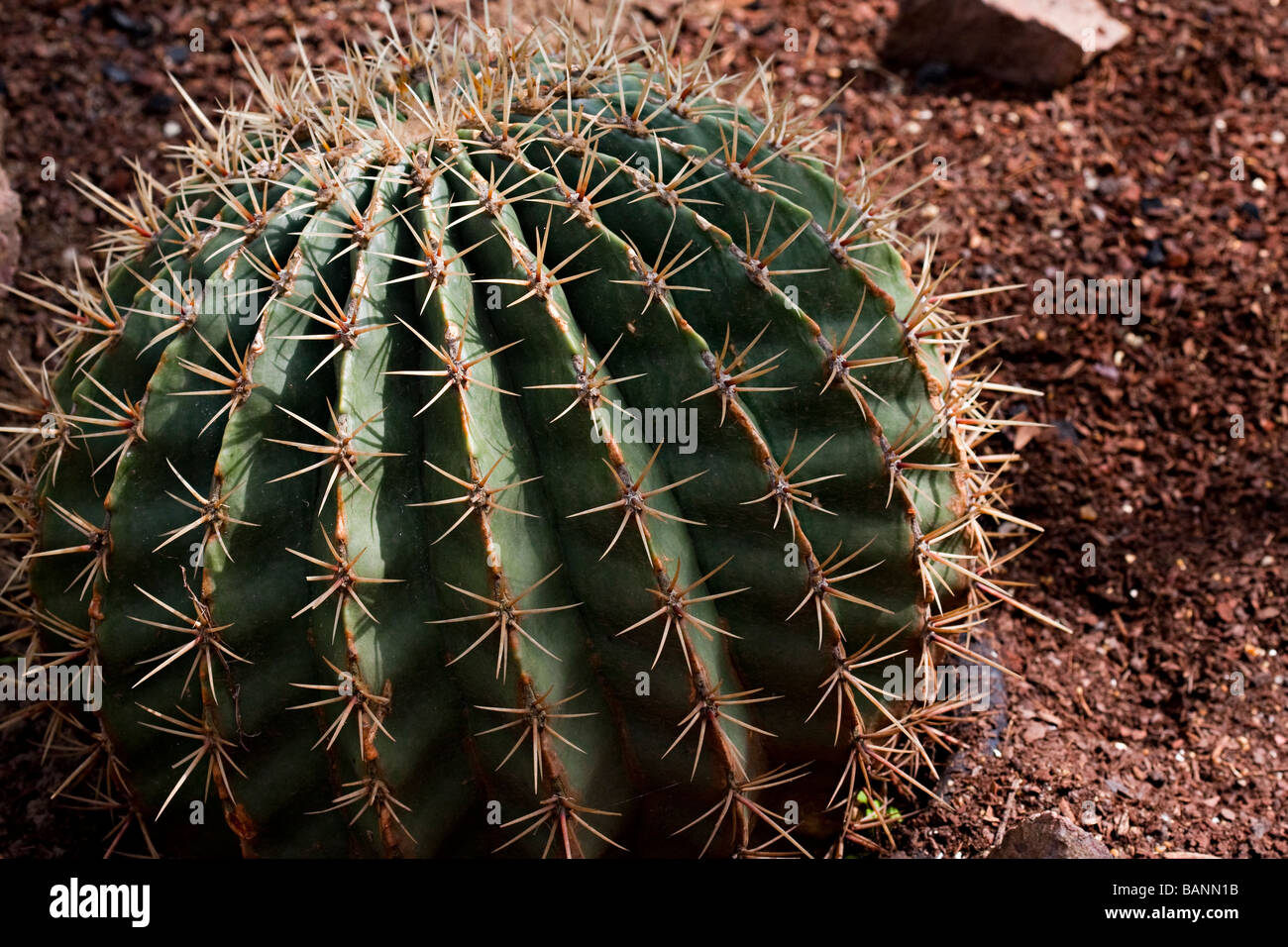 A Barrel cactus Stock Photo - Alamy