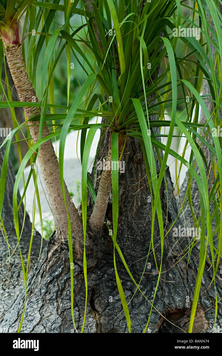Ponytail palm hi-res stock photography and images - Alamy
