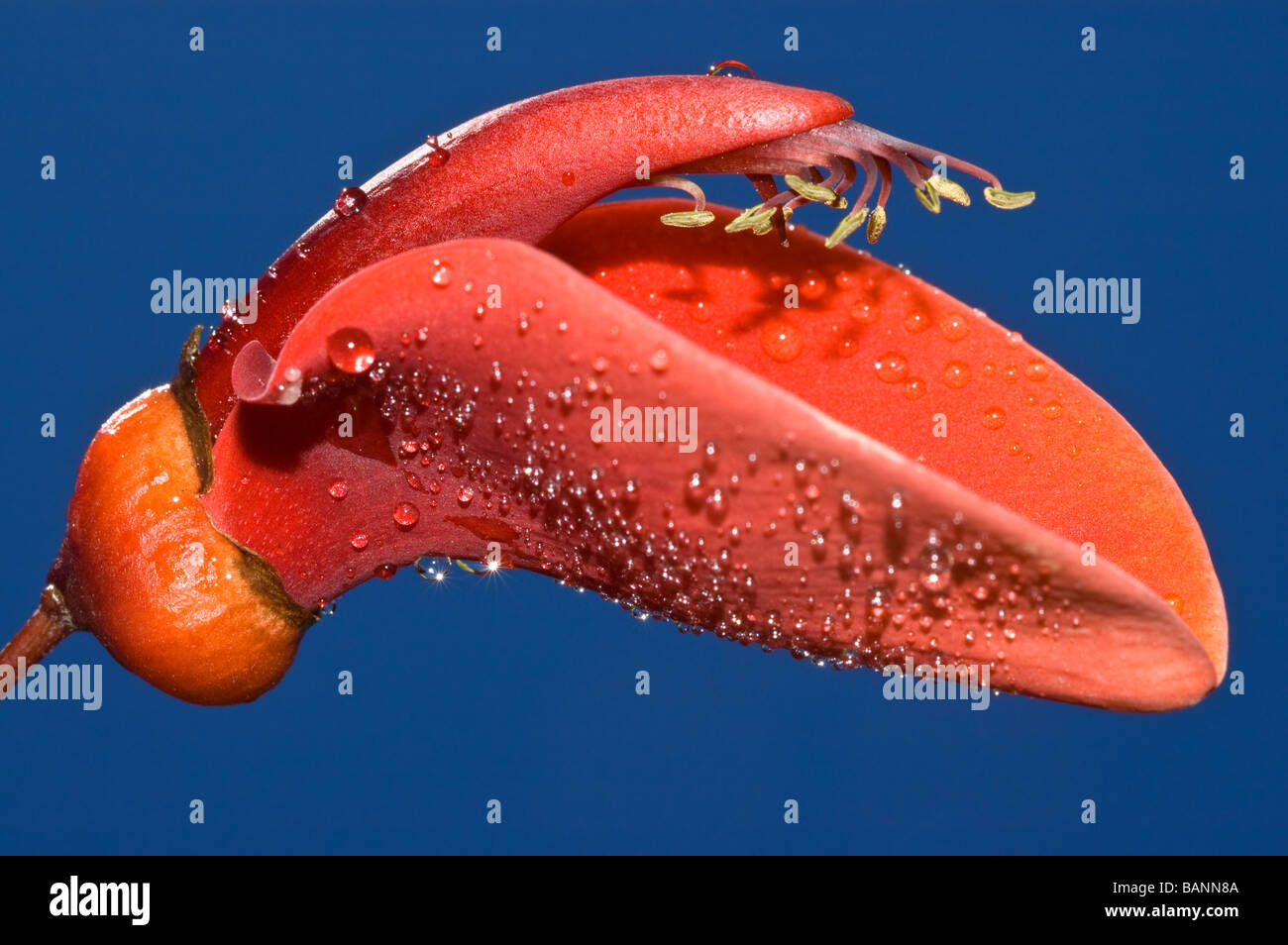 Cockspur Coral Tree, Erythrina crista-galli, flower Stock Photo - Alamy