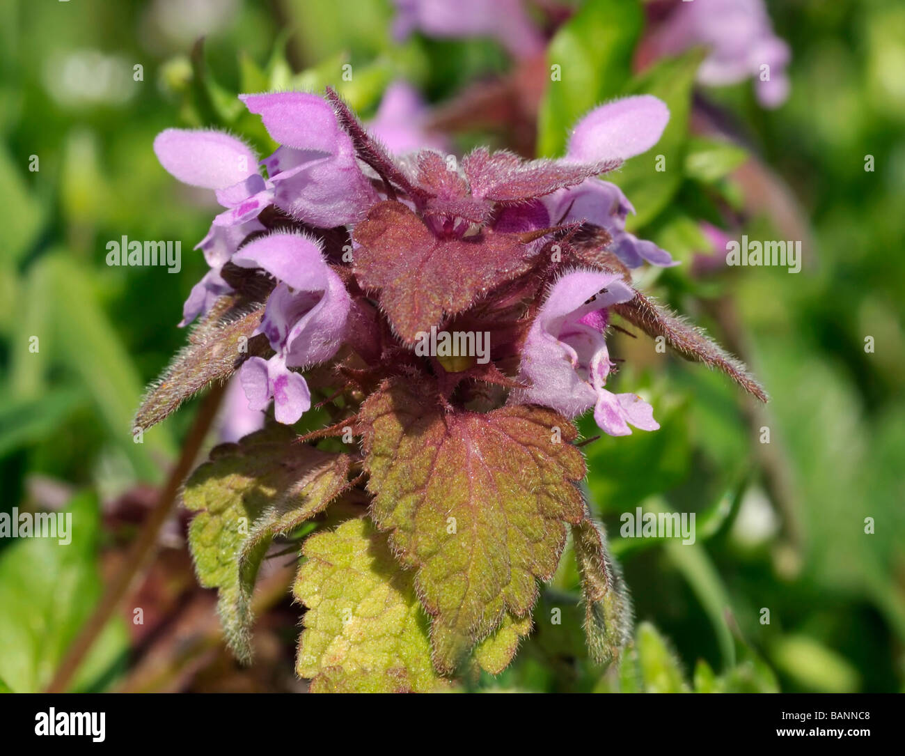 Red Dead nettle Lamium purpureum Stock Photo - Alamy