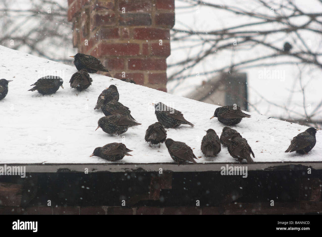 Birds perch on a rooftop scavenging for food during a snow storm Stock ...