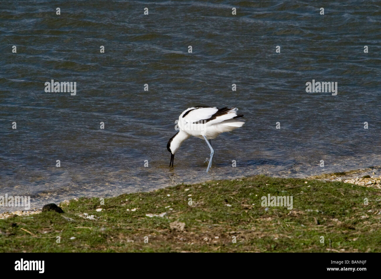 Avocet (Pied) Recurvrostrs avosetta Stock Photo - Alamy