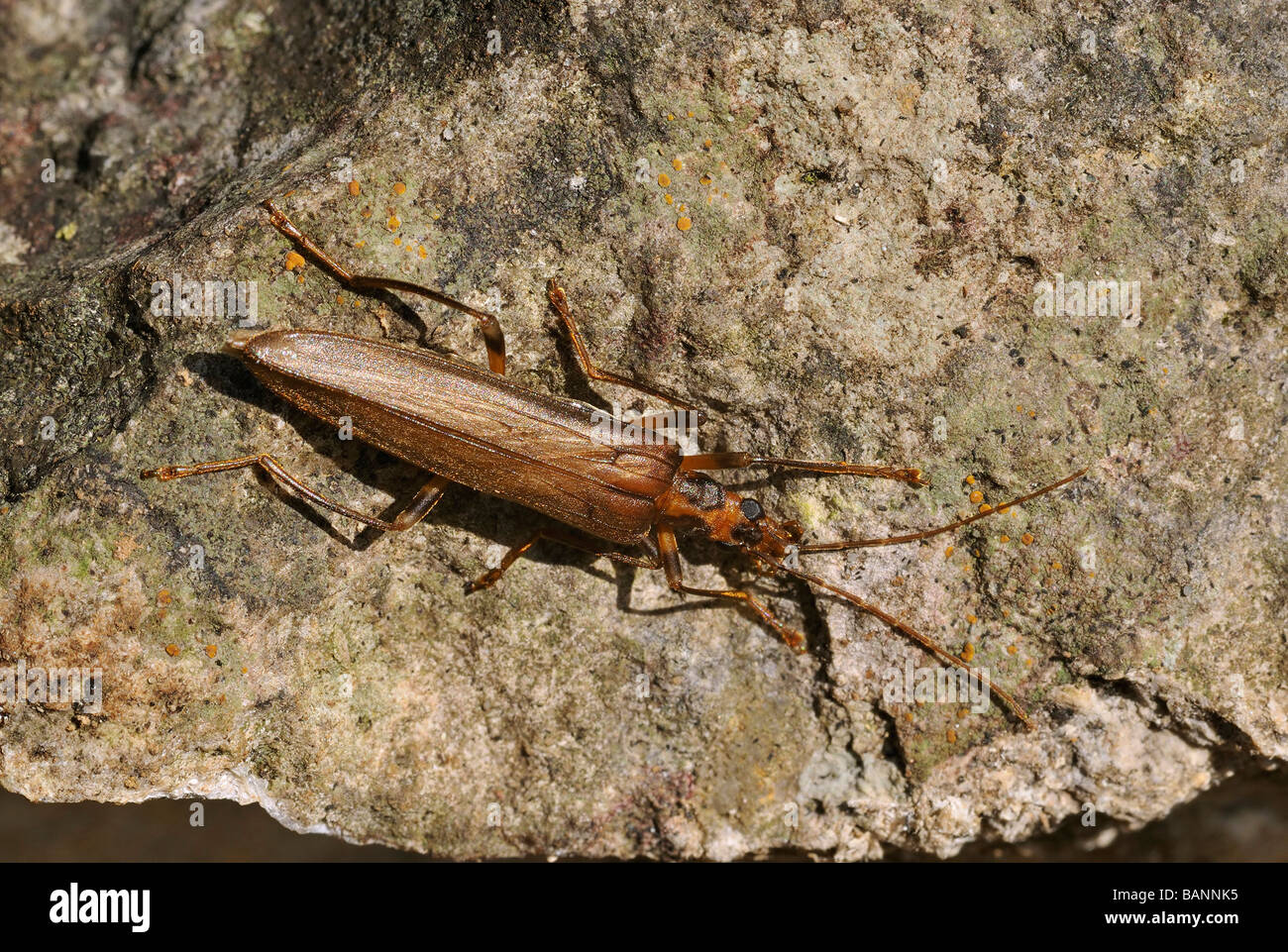 Beetle Oedemera Oncomera femoralis Stock Photo - Alamy
