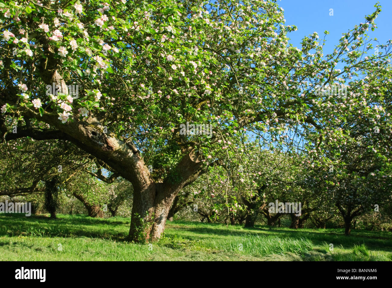 Old apple trees in blossom, Haddenham, Cambridgeshire, England, UK ...