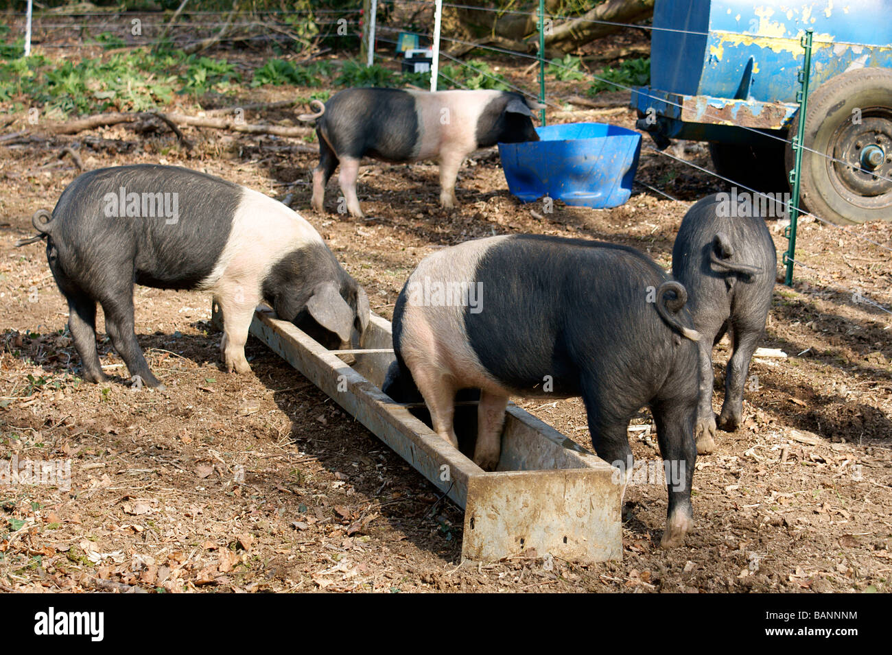 Swine, Sus scofa, pigs feeding outdoors Stock Photo - Alamy