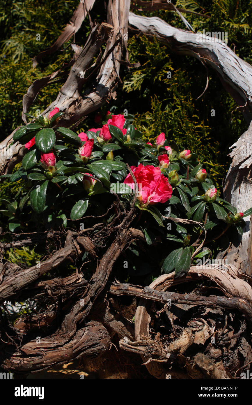 Red Azalea a flower in a garden nobody none objects concept color ...