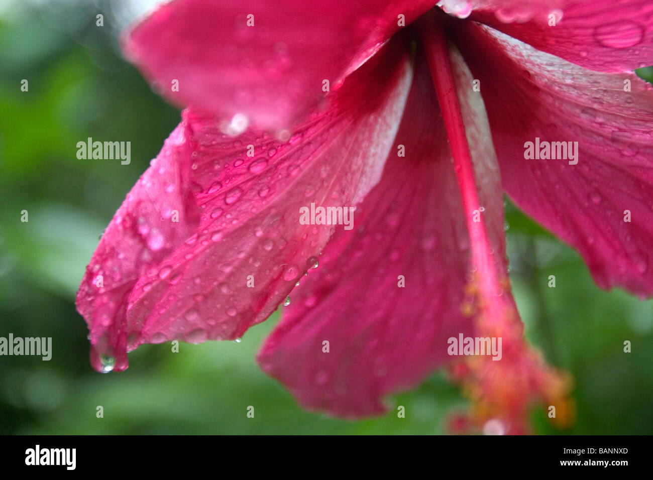Micronesian micronesia pohnpei hi-res stock photography and images - Alamy